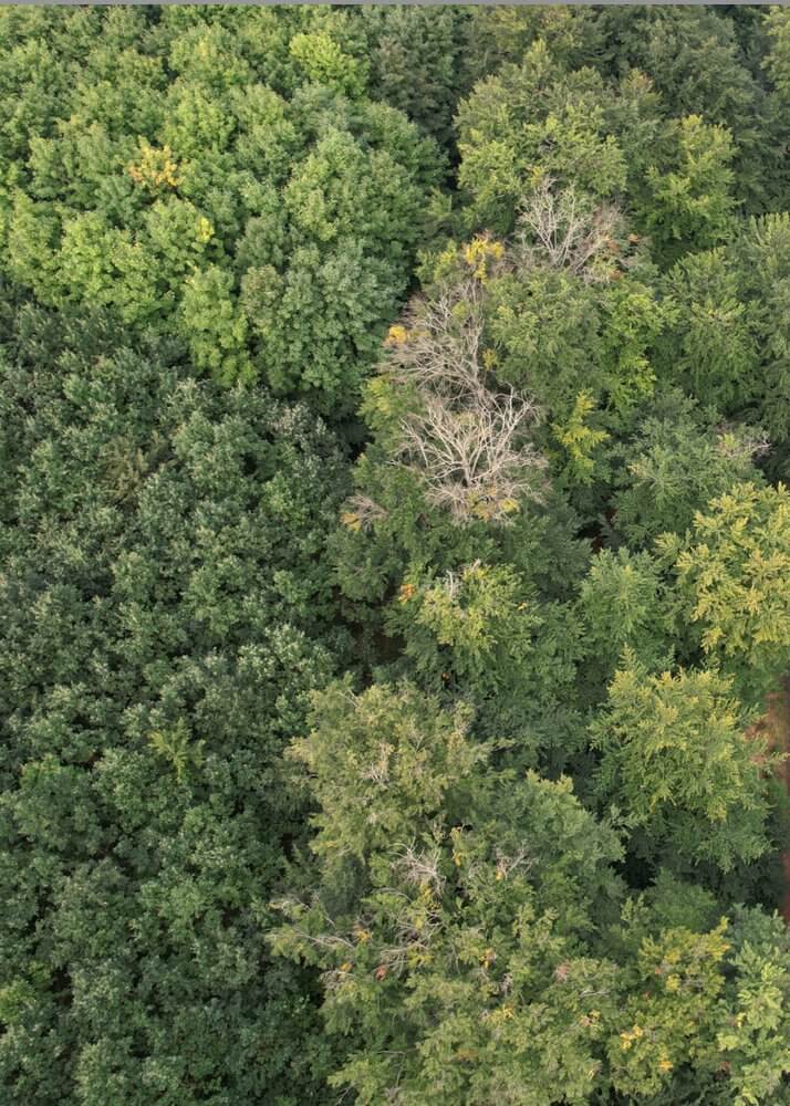 Waldbesitz - Wald-MV